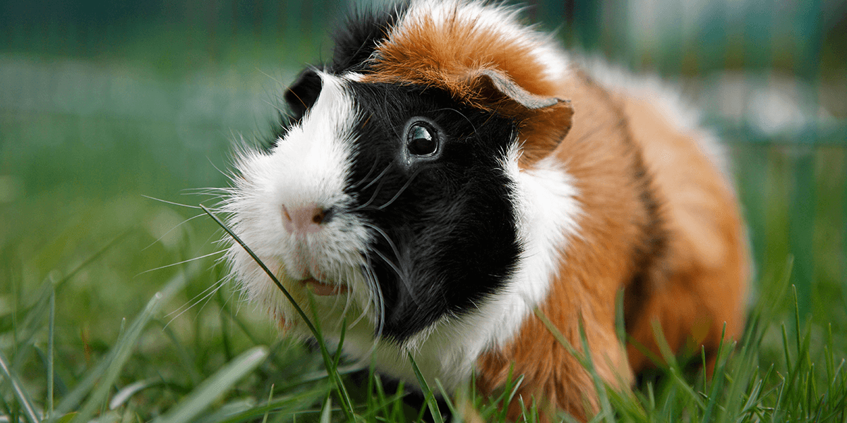 Guinea Pig Sets World Record For Slam Dunks